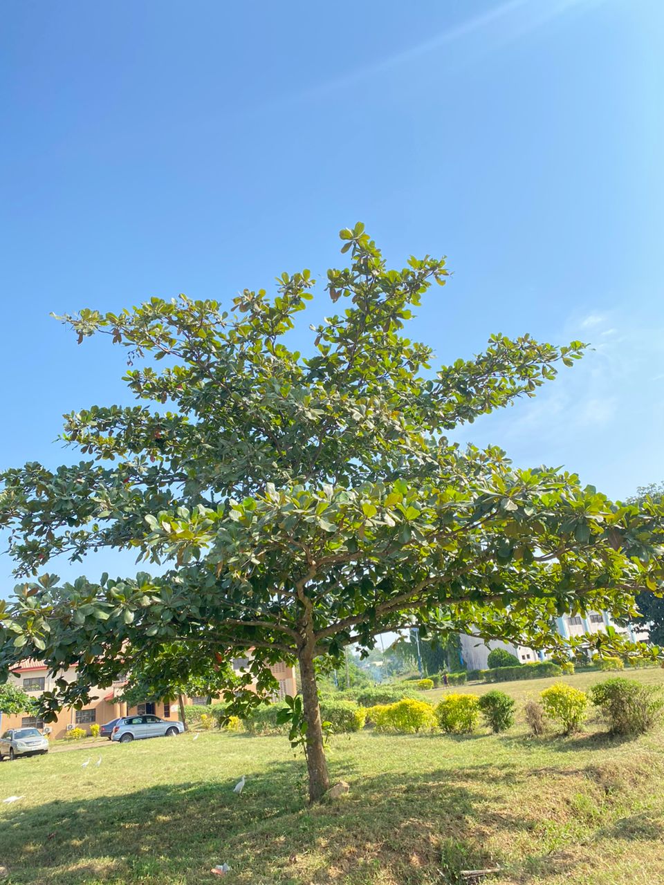 Terminalia catappa – Tech4Forest