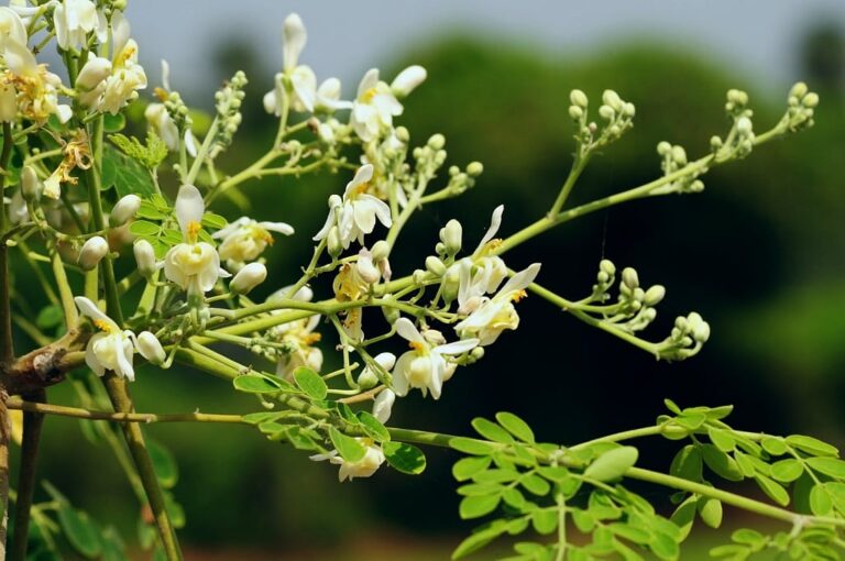Moringa oleifera – Tech4Forest
