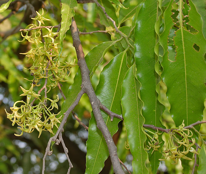 Polyalthia longifolia – Tech4Forest
