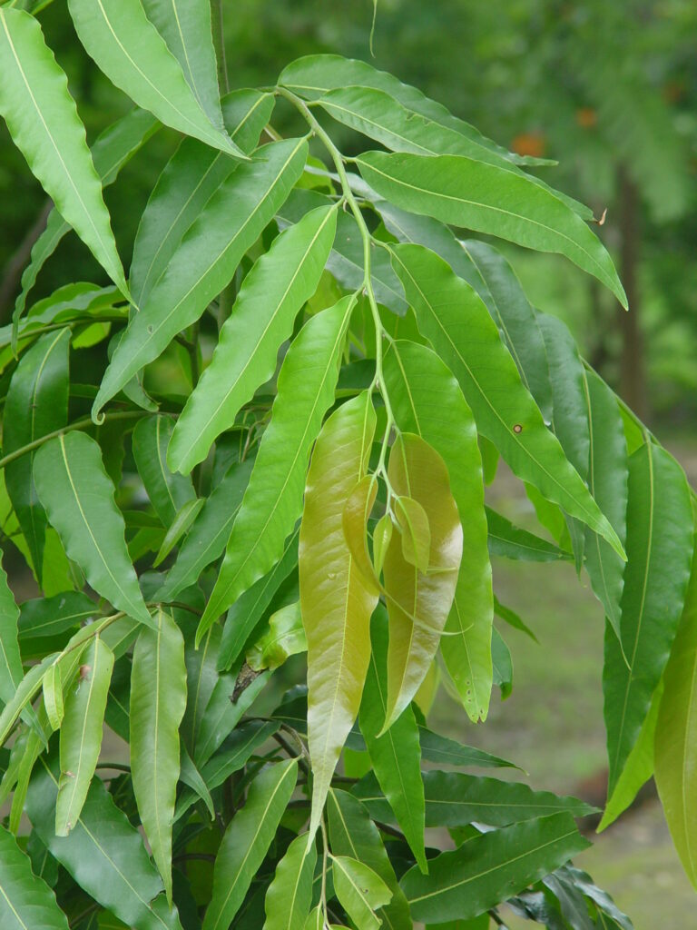 Polyalthia longifolia – Tech4Forest