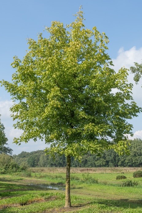 Acer negundo – Tech4Forest