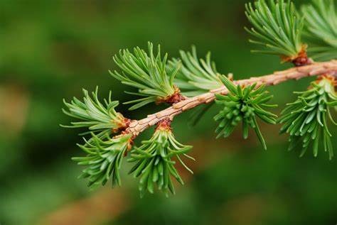 Larix kaempferi – Tech4Forest