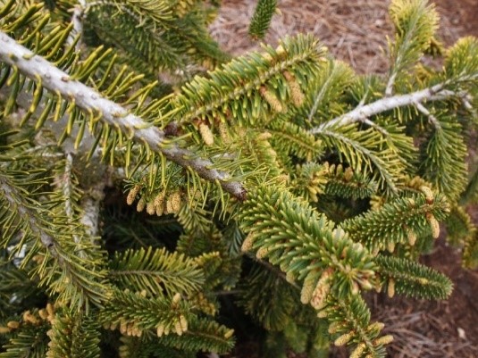 Abies alba – Tech4Forest